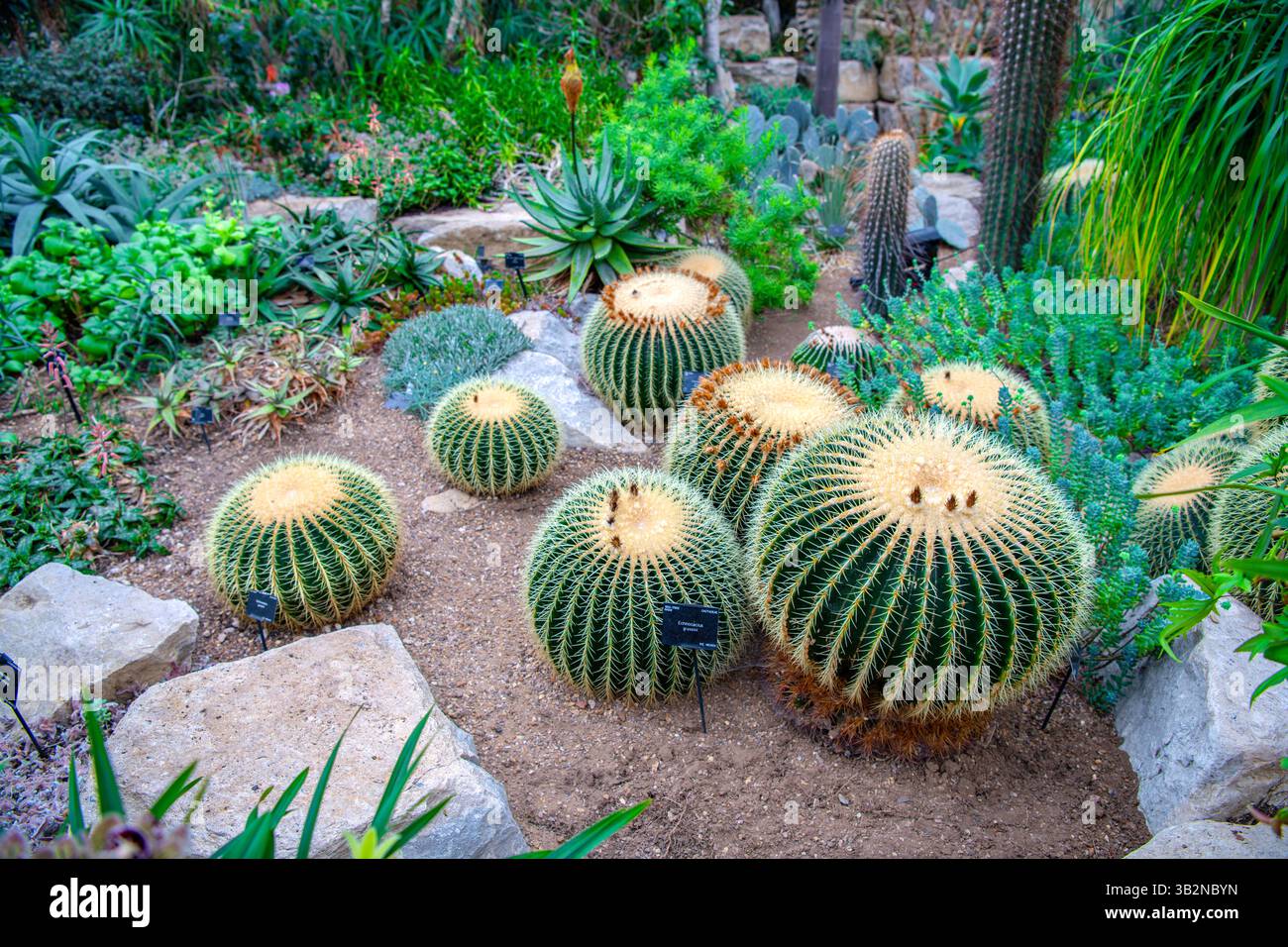 Botanical showcase hi-res stock photography and images - Alamy