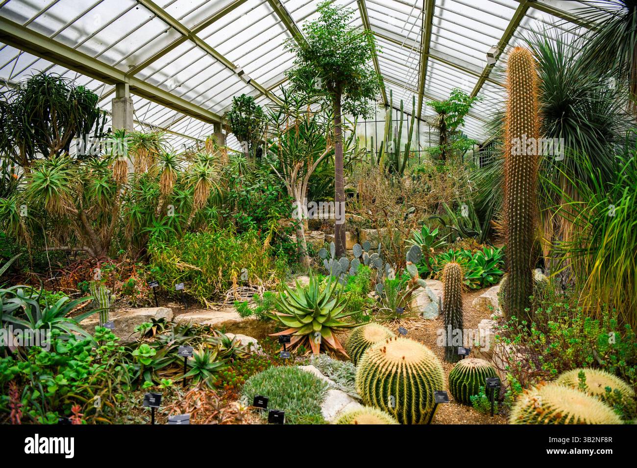 A collection of cactus plants at the conservatory Stock Photo - Alamy