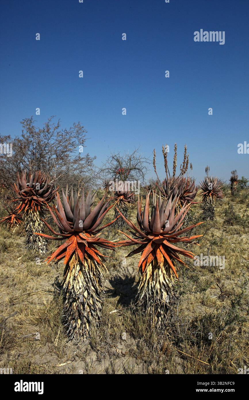 Wild growing aloe vera trees in a desert landscape in Botswana, Africa ...