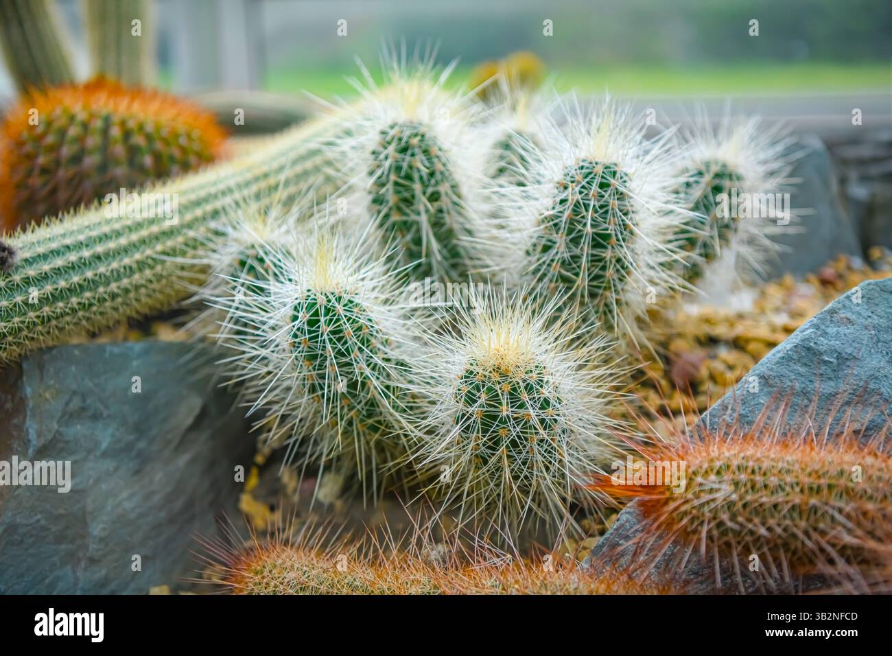 Fluffy cactus plants at the conservatory Stock Photo - Alamy
