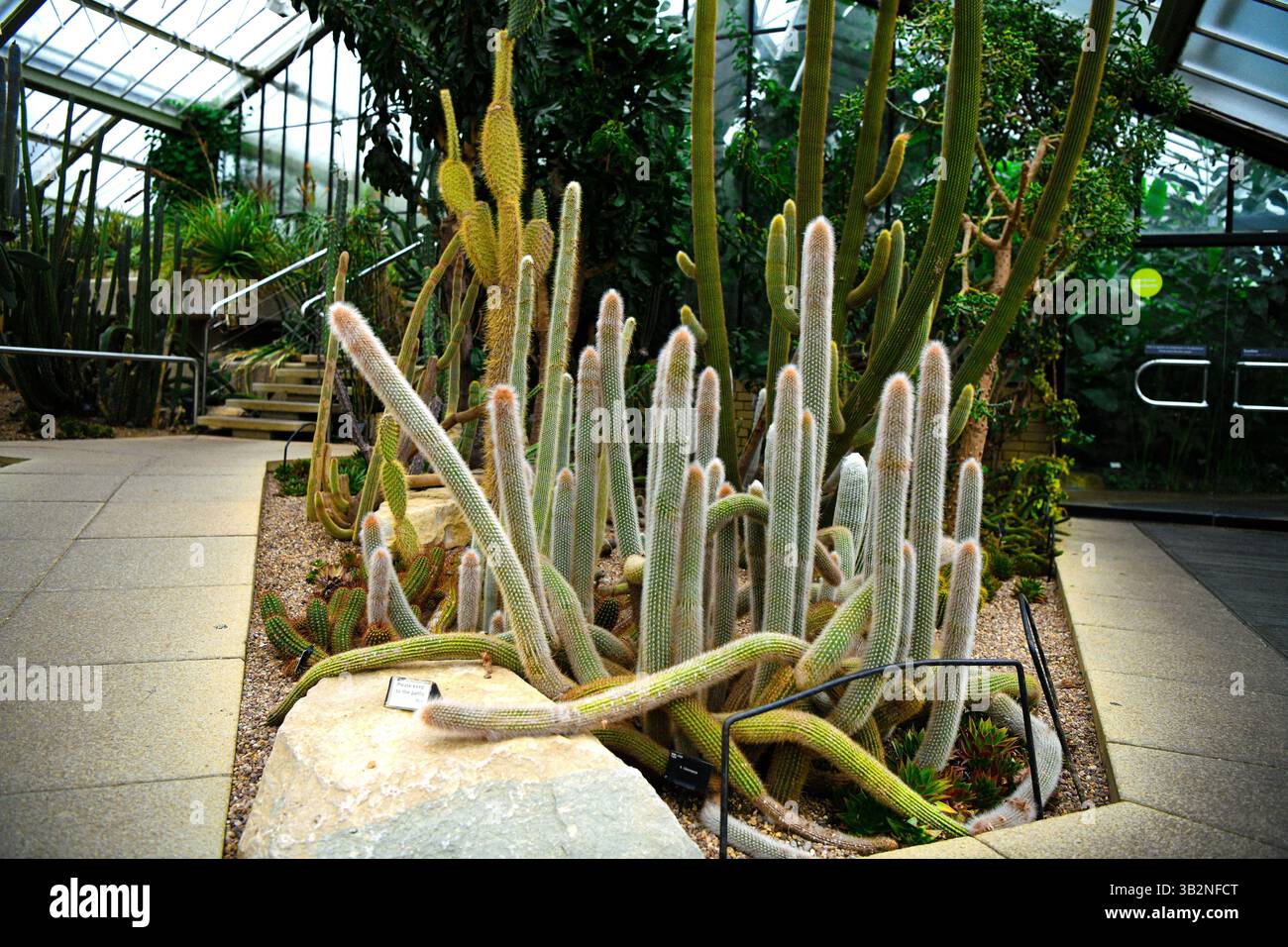 A collection of cacti at Kew Gardens Botanical Garden Stock Photo - Alamy