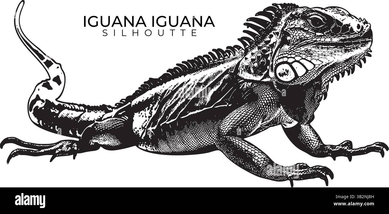 Iguana Iguana Vector Illustration – Detailed Black and White Reptile Drawing for Wildlife Art ...