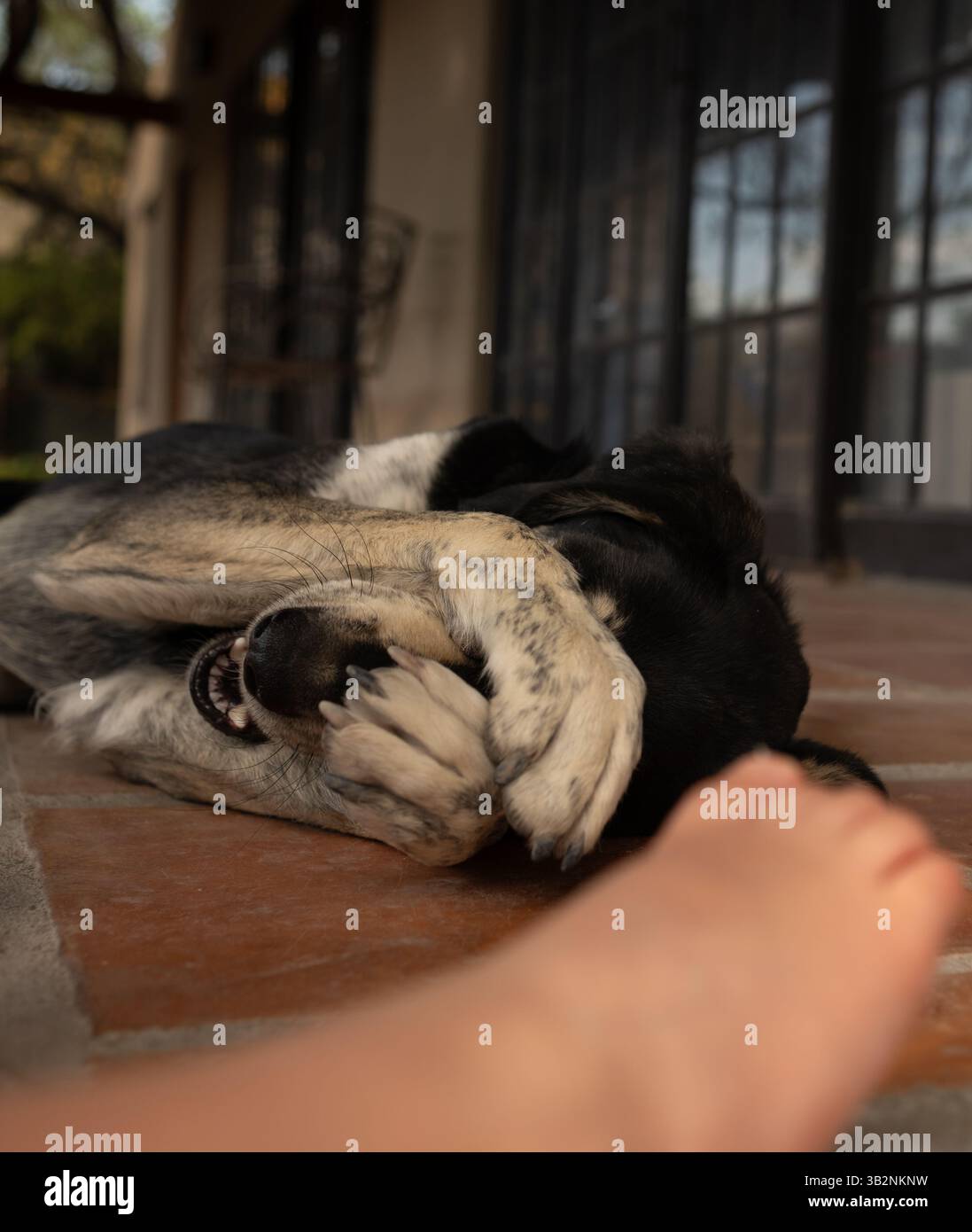 Dog with paws over his face hi-res stock photography and images - Alamy