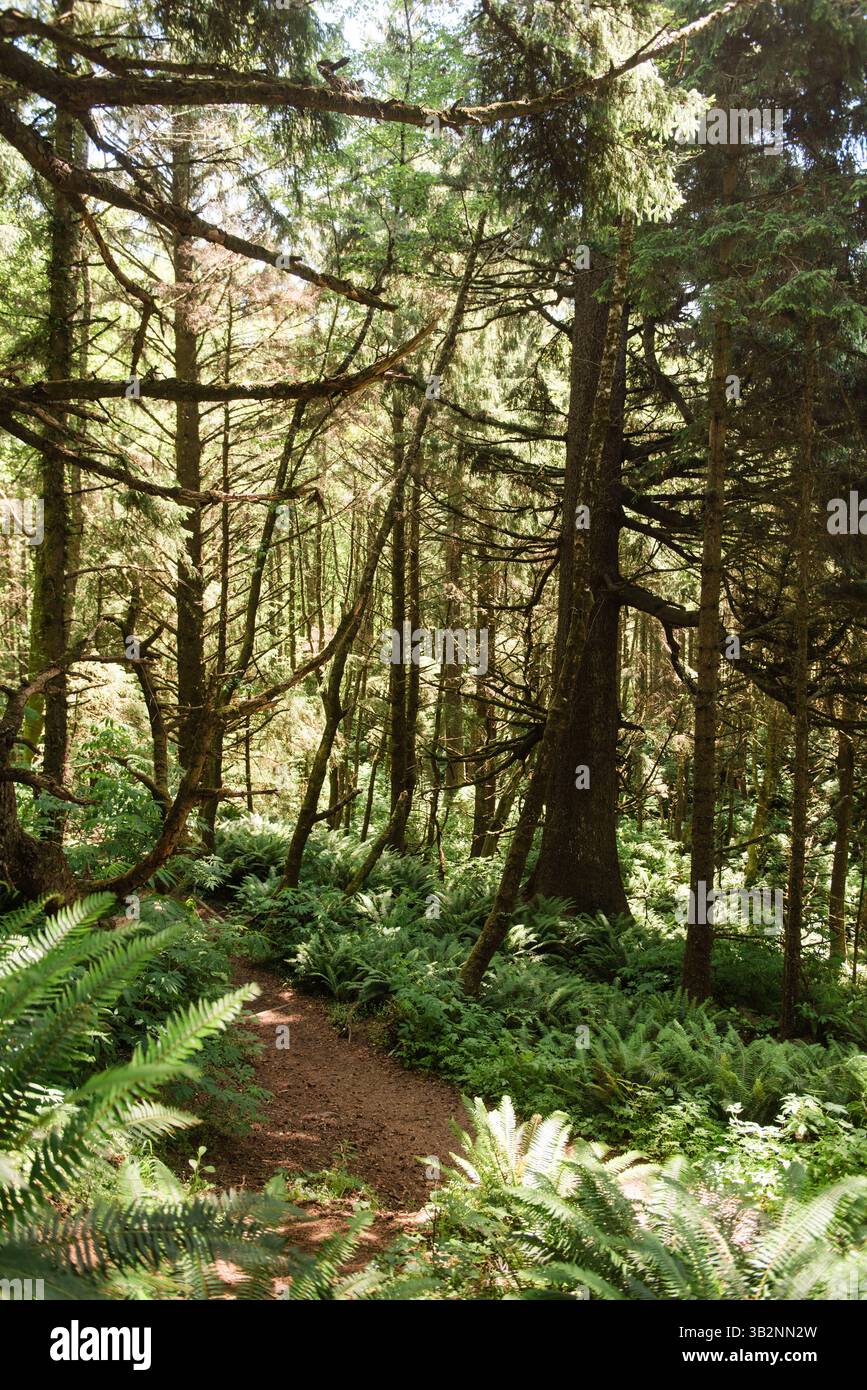 Hiking Path Winding Through Coastal Oregon Woods Stock Photo - Alamy