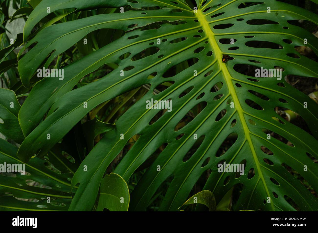 Tropical Monstera Leaves in Natural Forest Setting Stock Photo - Alamy