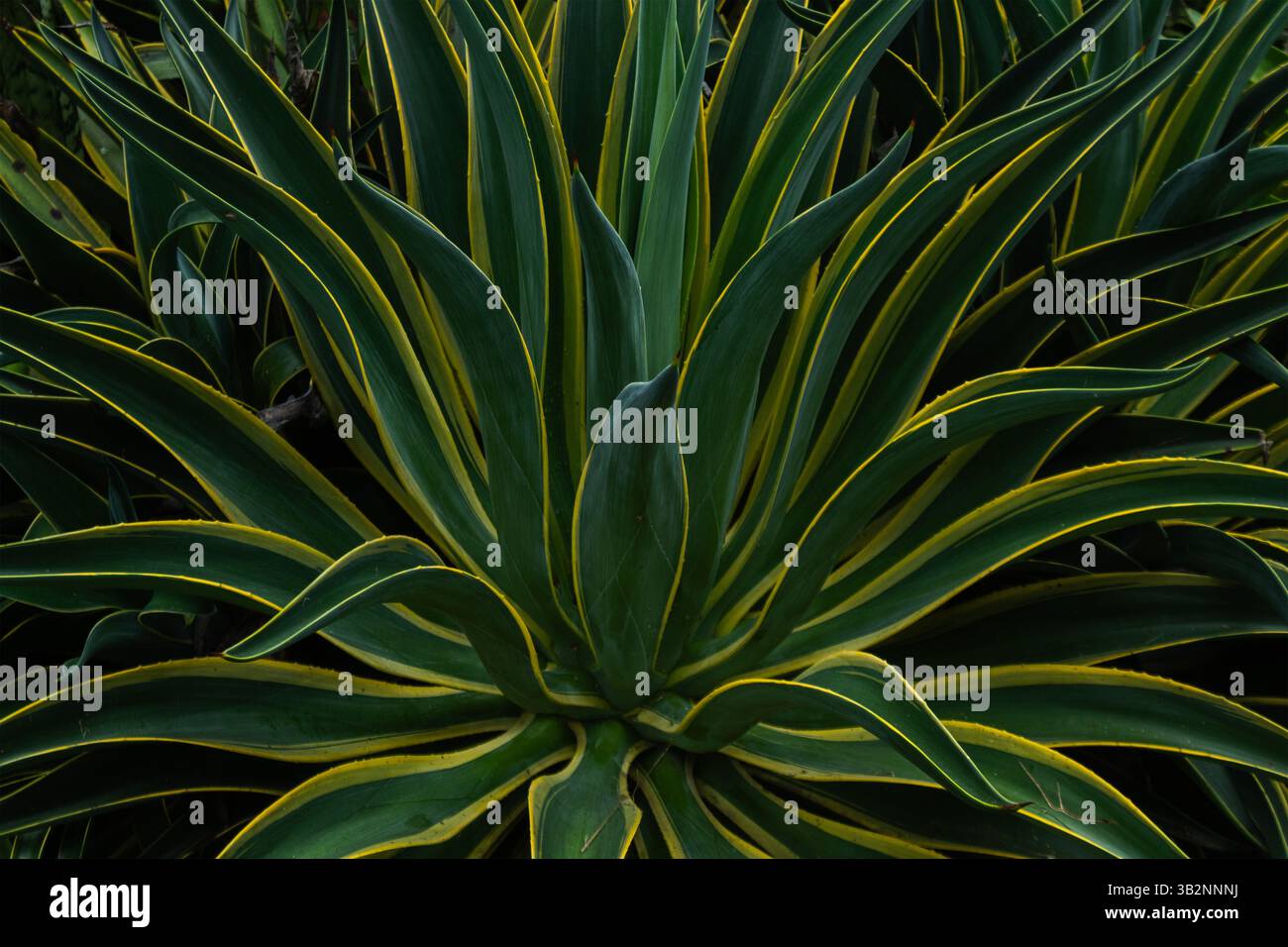 Variegated Agave americana with Yellow-Edged Green Leaves Stock Photo ...