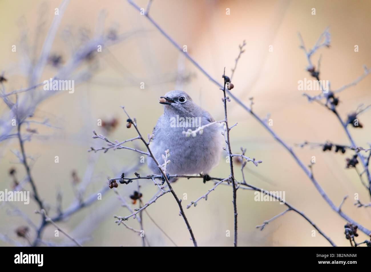 Townsends Solitaire Enjoying a Snack Stock Photo - Alamy