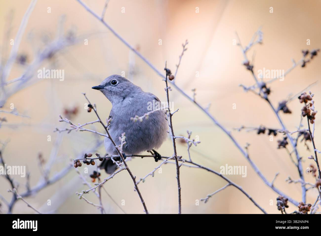 A townsends solitaire hi-res stock photography and images - Alamy