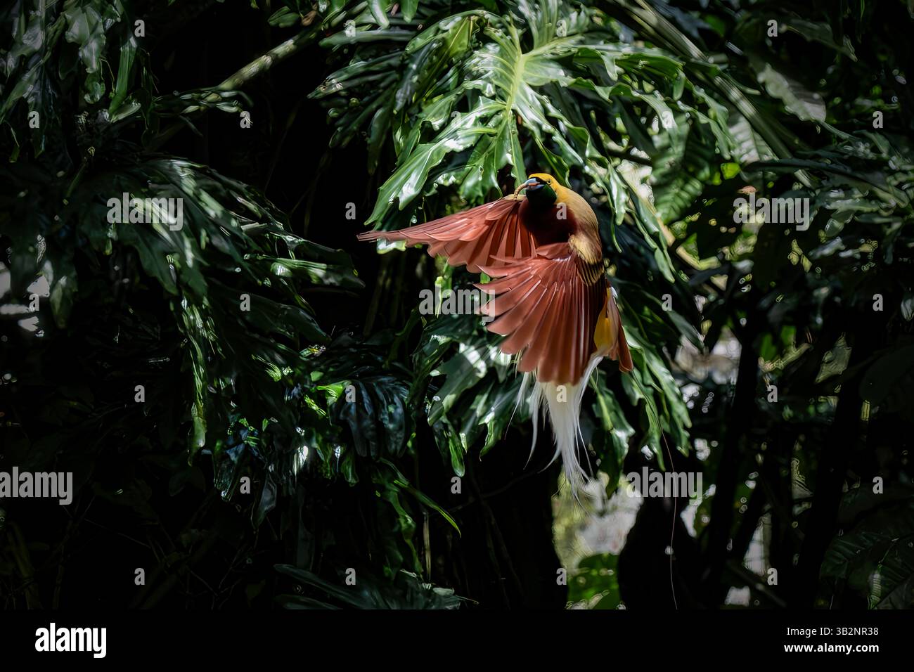 The Beauty of the bird of paradise - Cendrawasih Stock Photo - Alamy