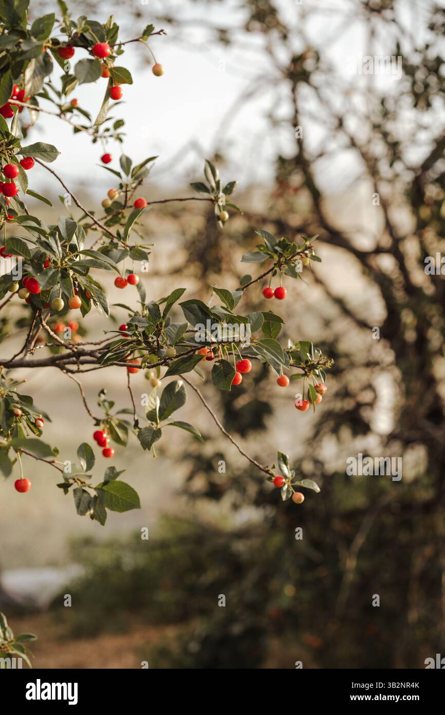 Colorado farm cherry tree branch with leaves Stock Photo - Alamy