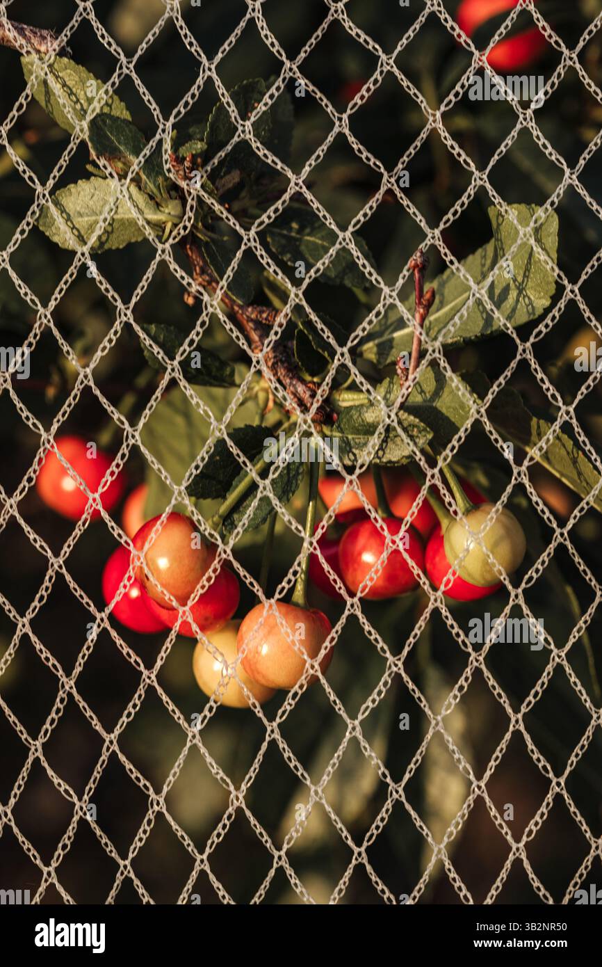 Colorado cherry tree branch hi-res stock photography and images - Alamy
