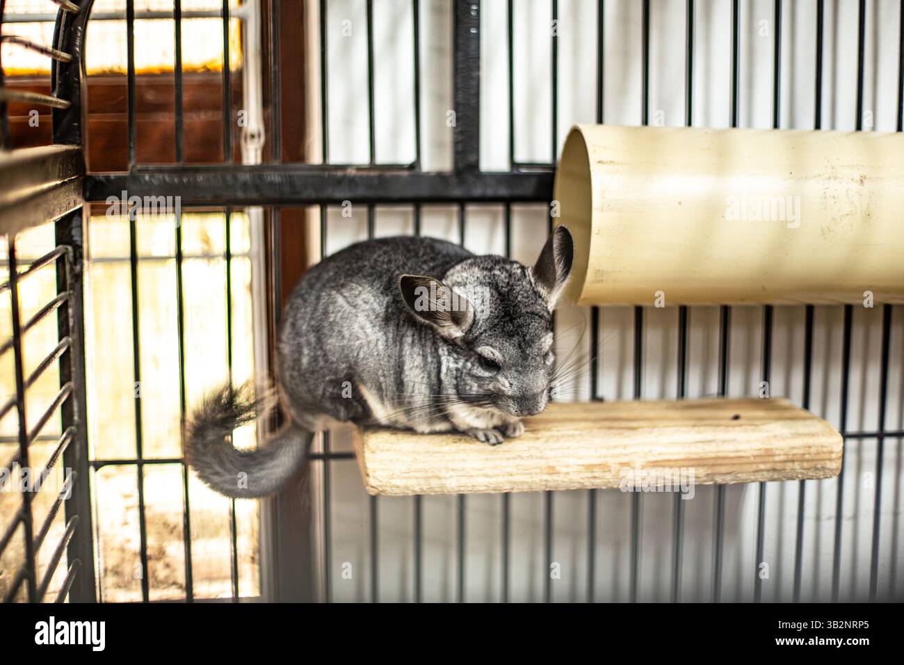 pet chinchilla sitting in a cage Stock Photo - Alamy