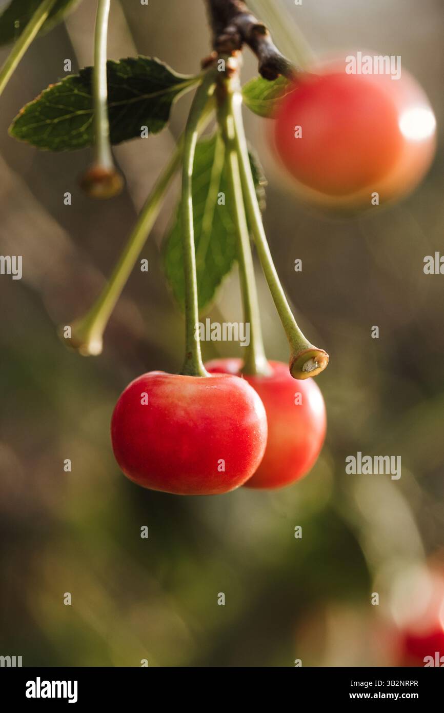 Colorado farm tree branch with bunch of red cherries on stems Stock ...