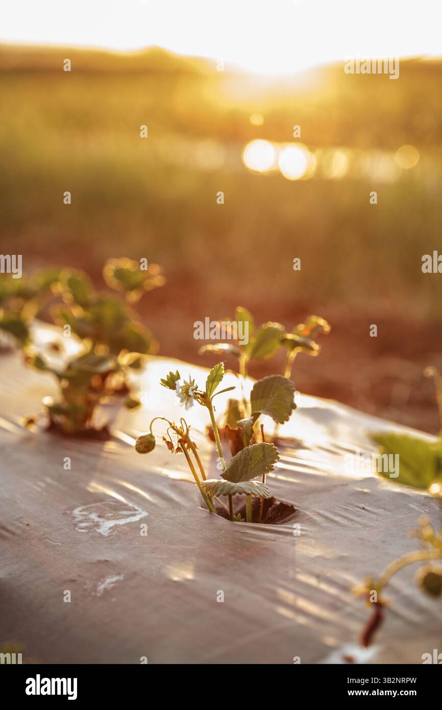 Colorado farm using plastic mulch to grow strawberry plants at sunset ...