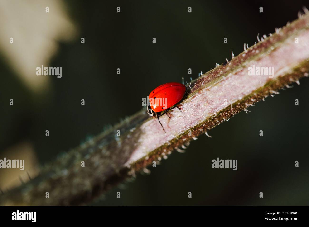 Colorado garden red ladybug on stem of plant in full sun Stock Photo ...