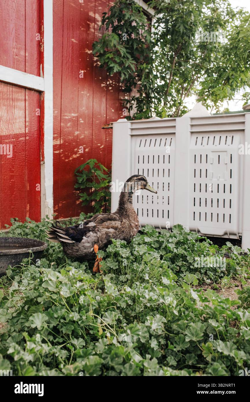Rouen duck by red barn in homestead garden and dwarf mallow plants ...