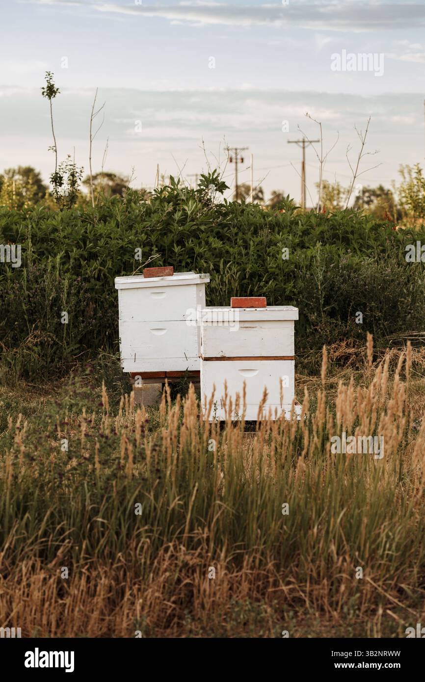 Urban homestead beekeeping white bee boxes in grass with power poles ...