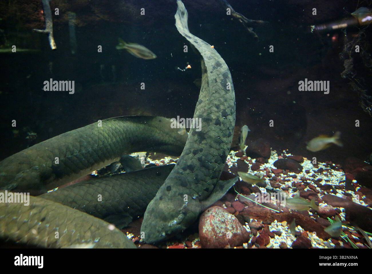 Oldanimals hi-res stock photography and images - Alamy