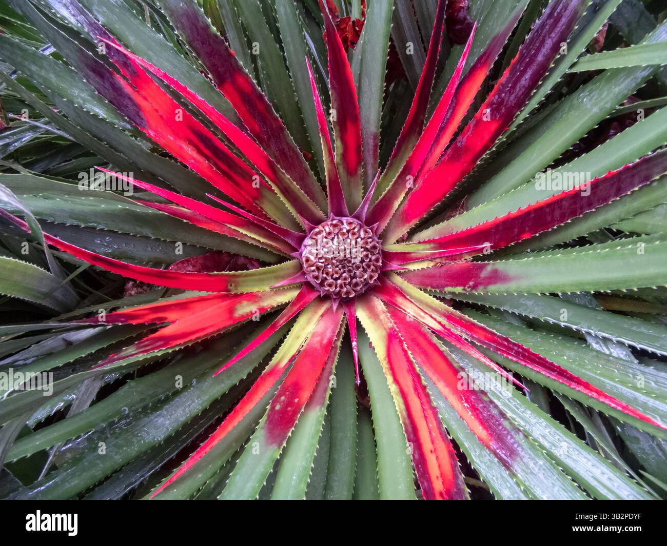 Fascicularia bicolor plant spiky green and red leaves rosette ...