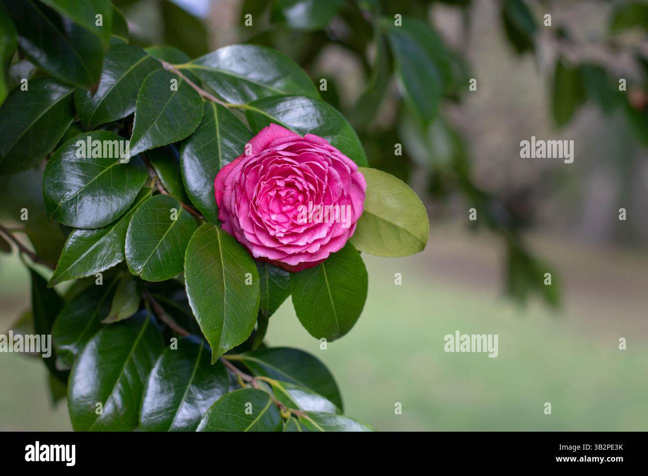 Camellia hanging branches with flower on the blurred garden background ...