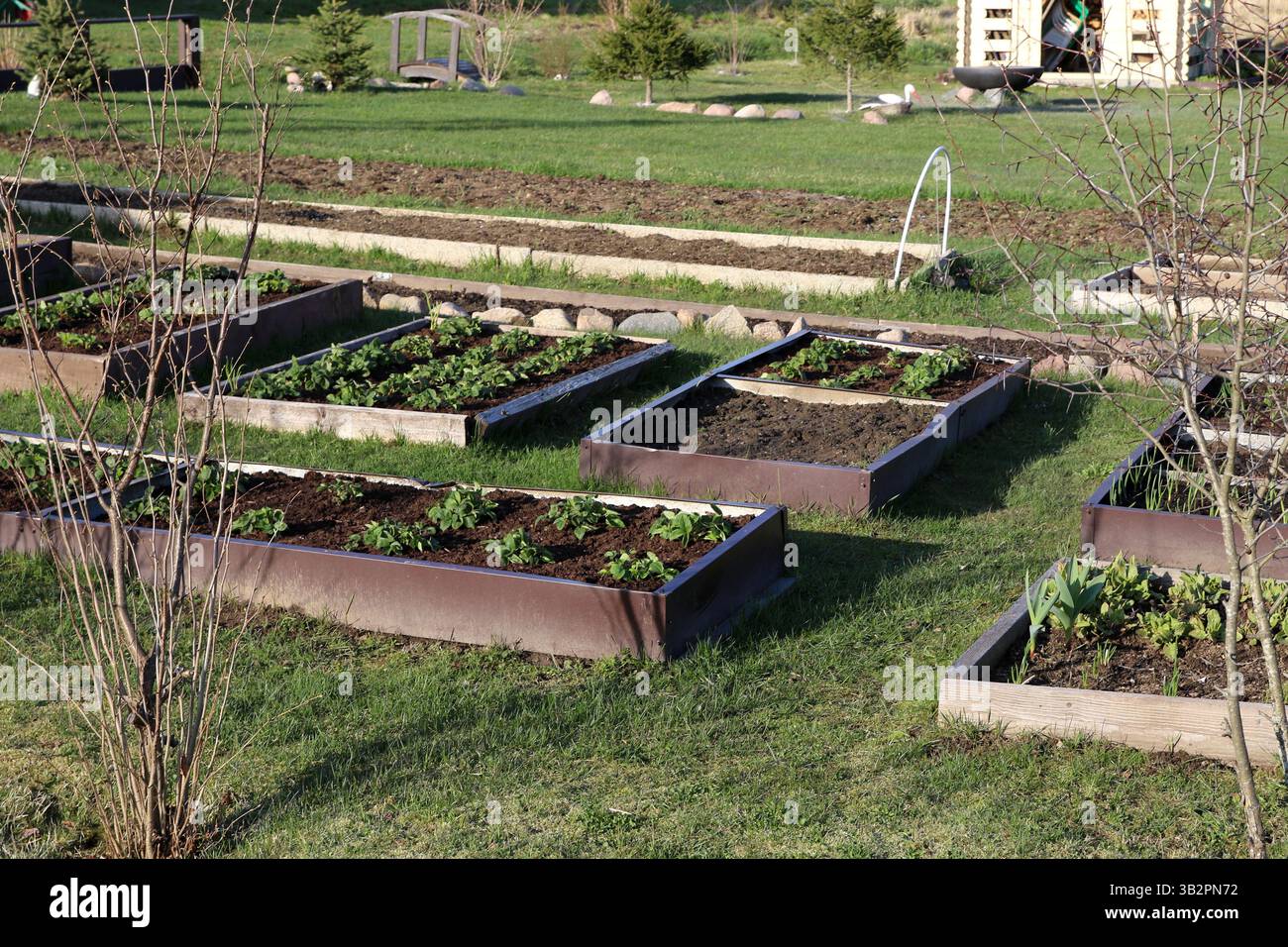 Growing crops in a garden plot in the Priozersky district of the ...