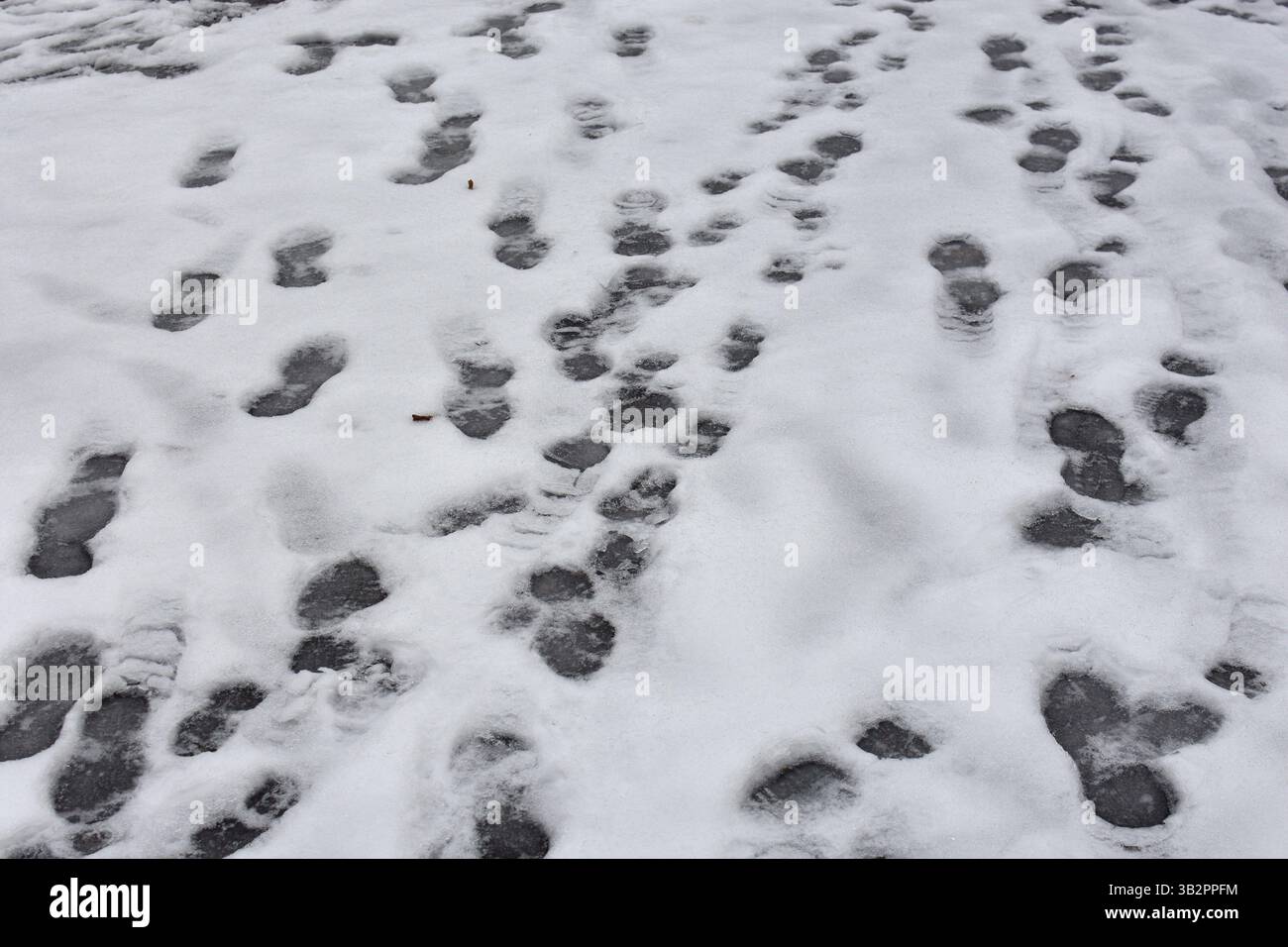 Shoe marks footsteps on white snow in winter time Stock Photo - Alamy