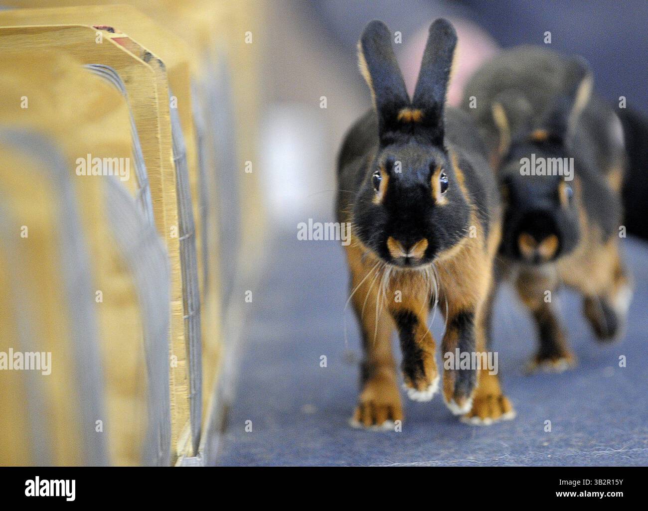 Harley the rabbit rabbit hi-res stock photography and images - Alamy