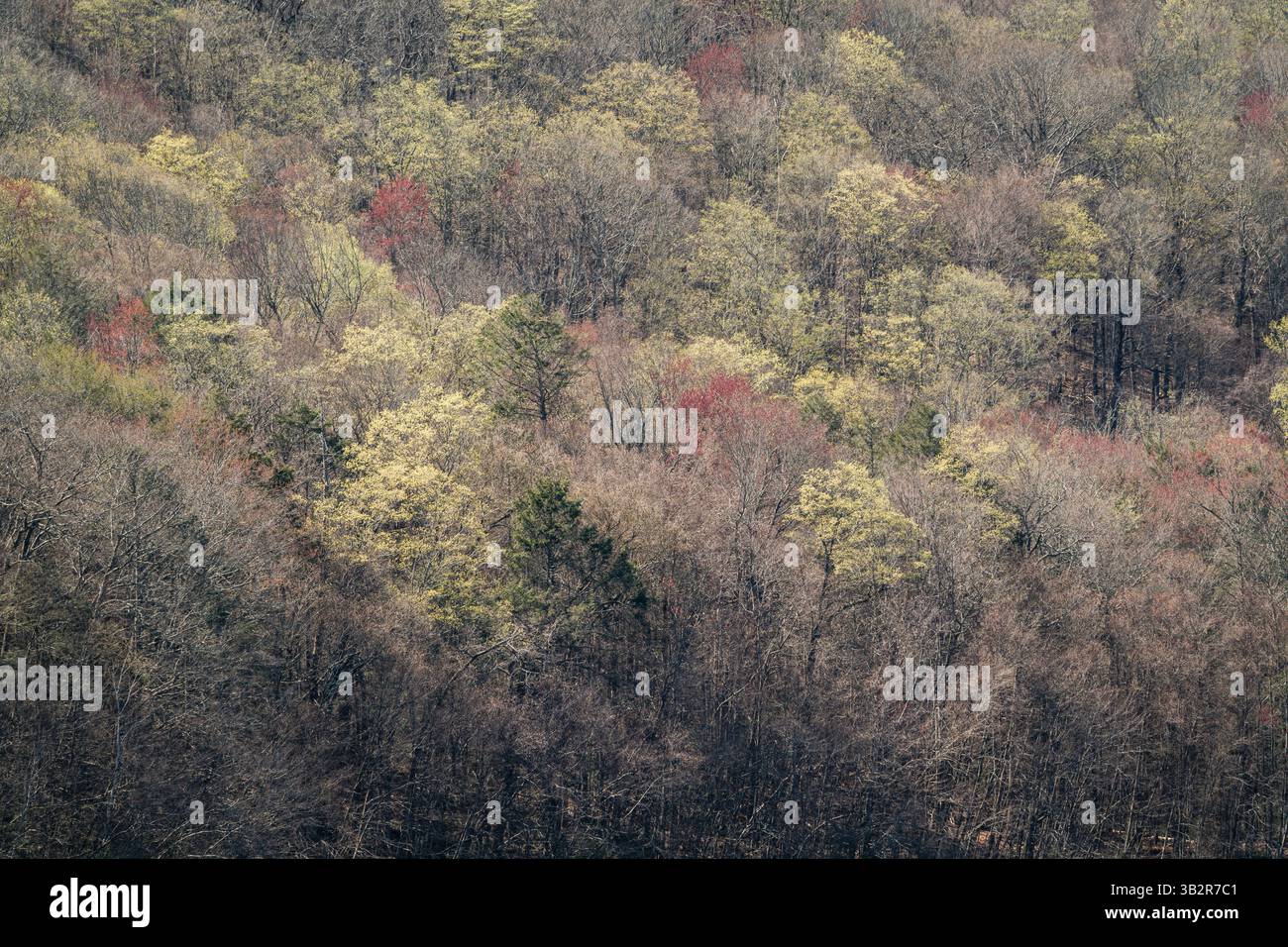Spring Forest Hogback Dam Hartland, Connecticut, USA Stock Photo - Alamy