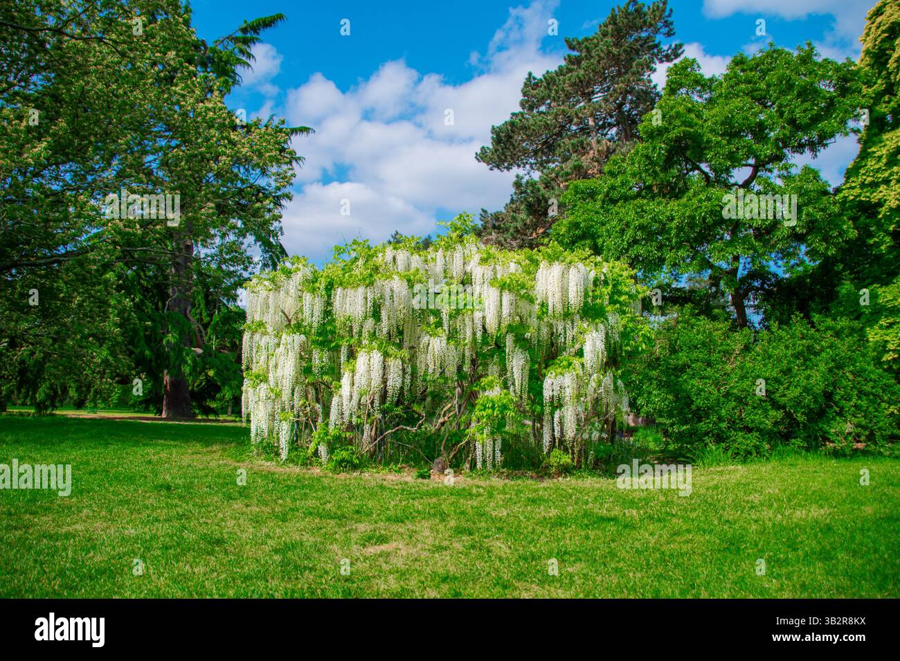 Wisteria tree hi-res stock photography and images - Alamy