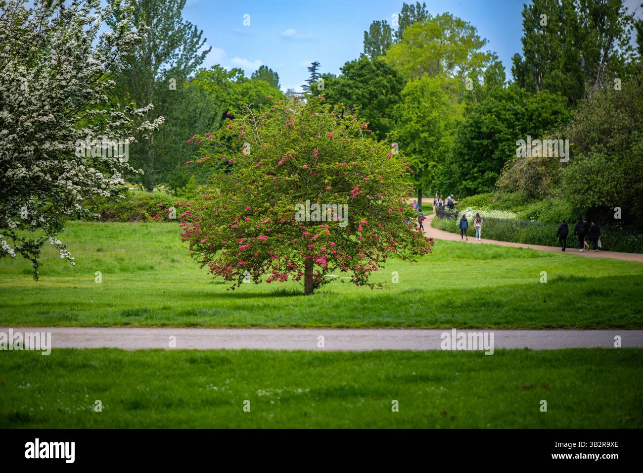 Hyde park landscape lush hi-res stock photography and images - Alamy