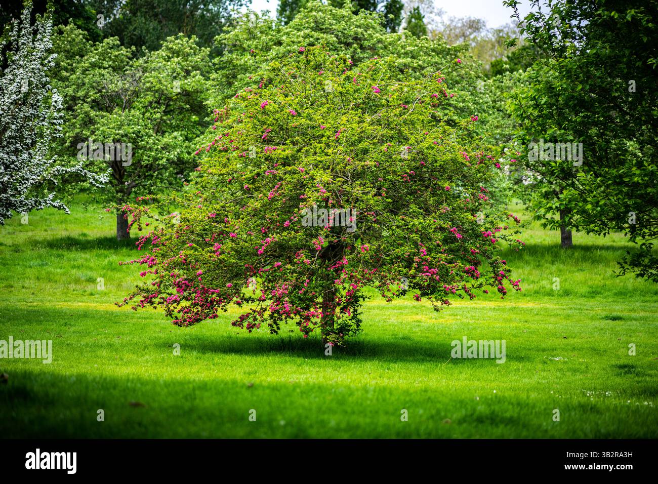 Beautiful blossoming trees hi-res stock photography and images - Alamy