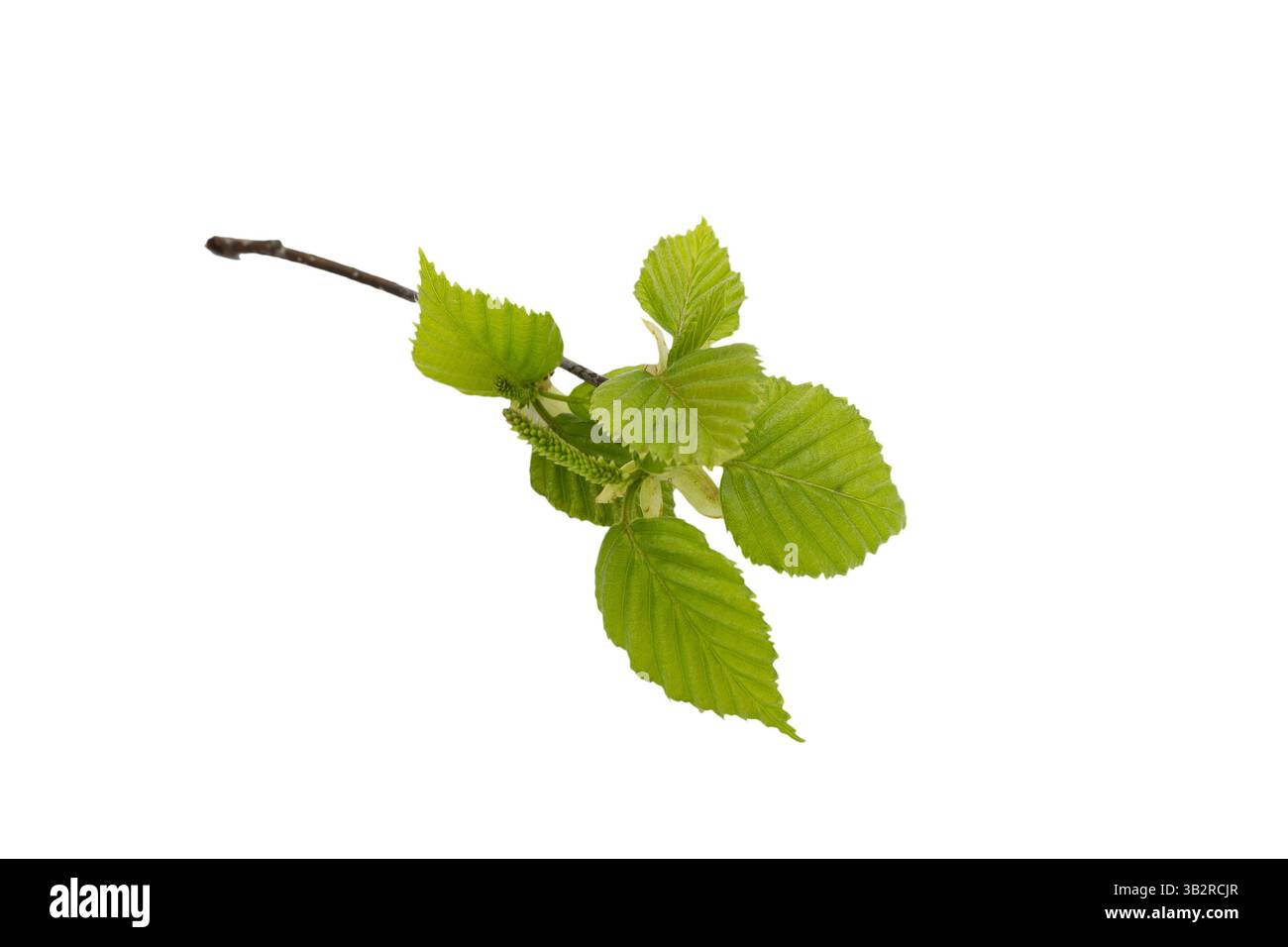birch tree branch with three leaves close up isolated on white ...