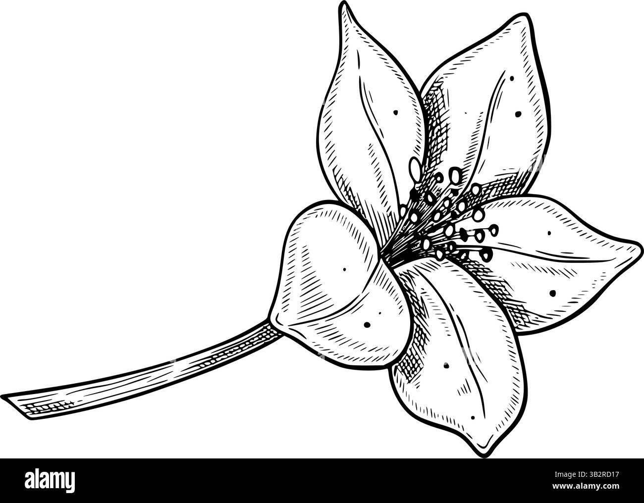 Hand drawn vector illustration of a blooming lemon Flower with visible ...