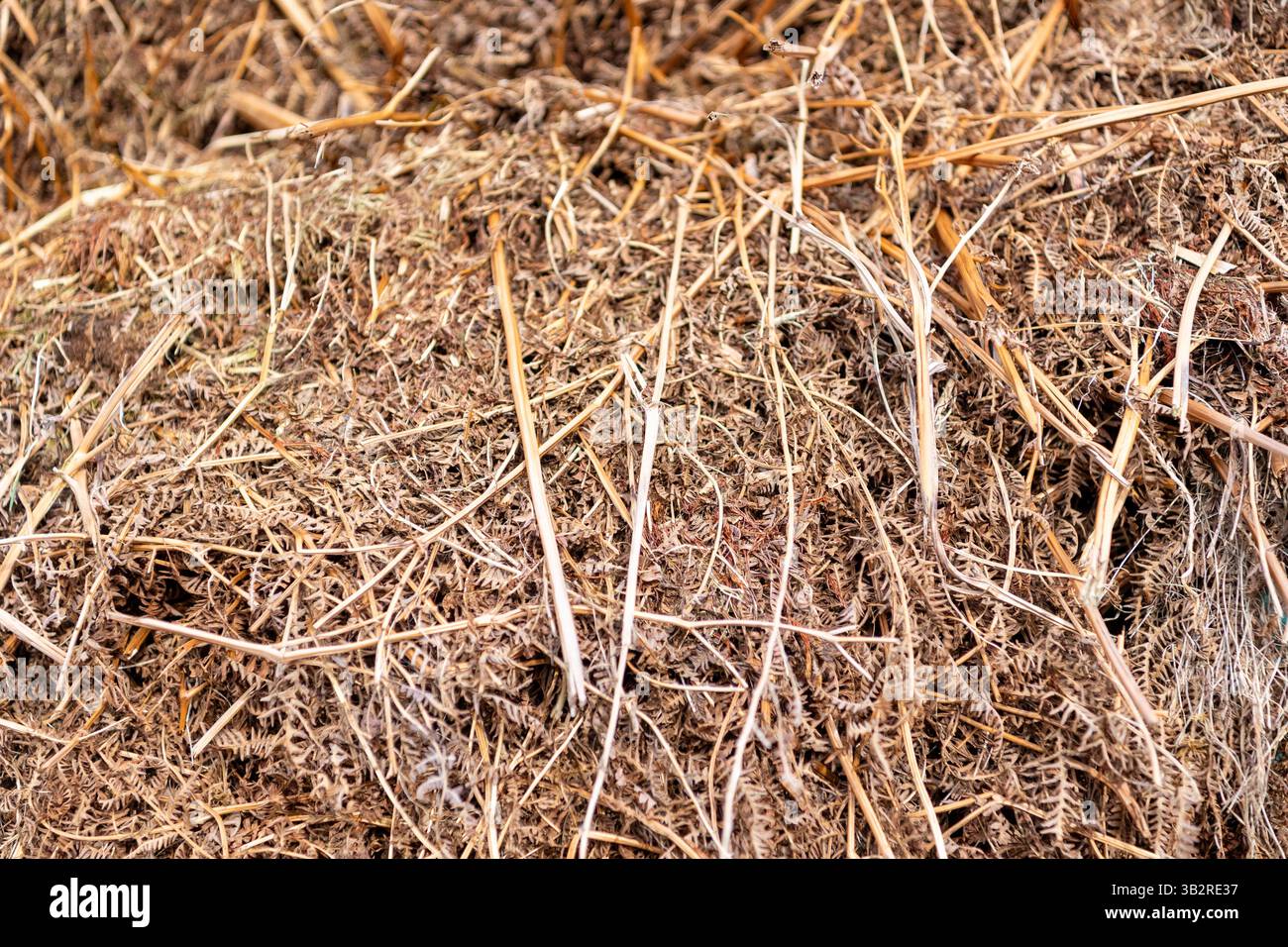 Composting bracken hi-res stock photography and images - Alamy