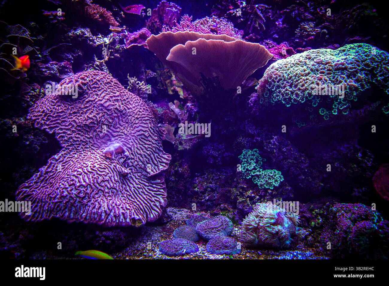 The diversity of a beautiful coral reef Stock Photo - Alamy