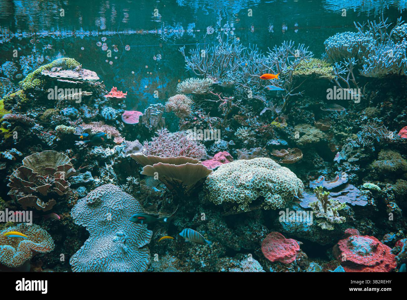 The diversity of a beautiful coral reef Stock Photo - Alamy