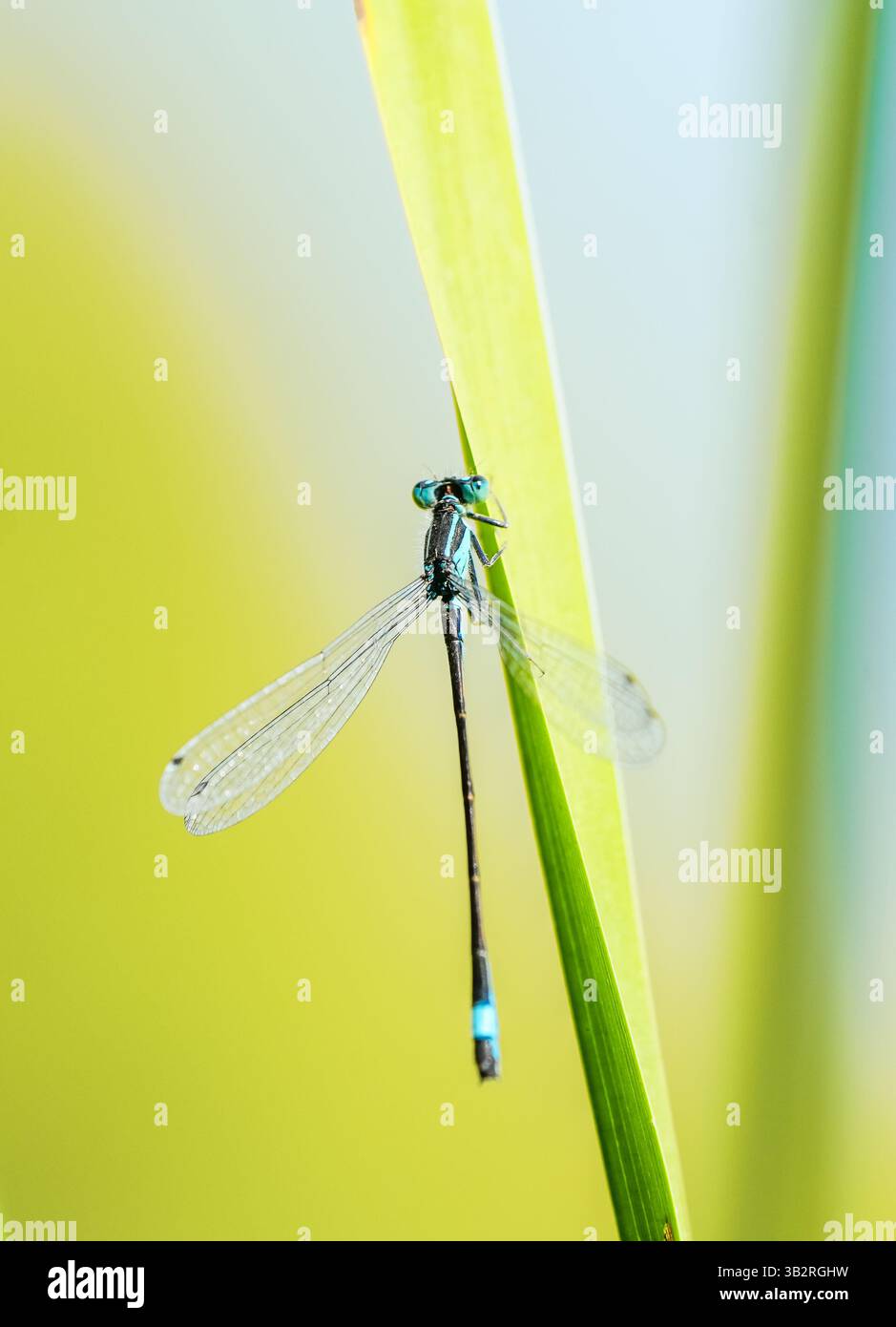Blue dragonfly in nature hi-res stock photography and images - Alamy
