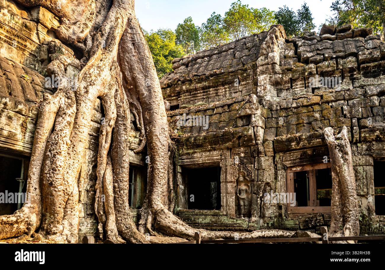 Ancient temple ruins entwined with massive tree roots, showcasing the ...