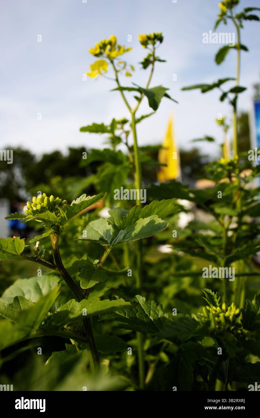 close up of sample crop varieties growing in a seed tray Stock Photo ...