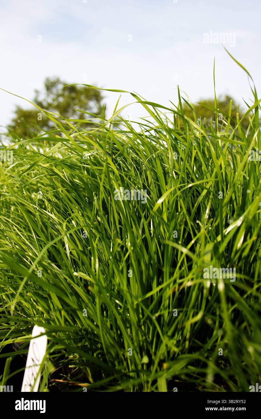 Beautiful wild grass varieties hi-res stock photography and images - Alamy