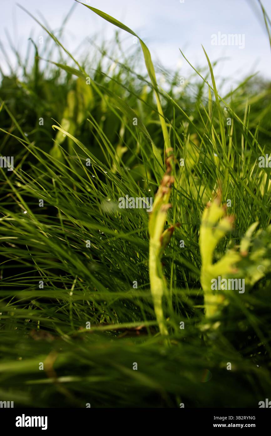 close up of sample grass varieties growing in a seed tray Stock Photo ...