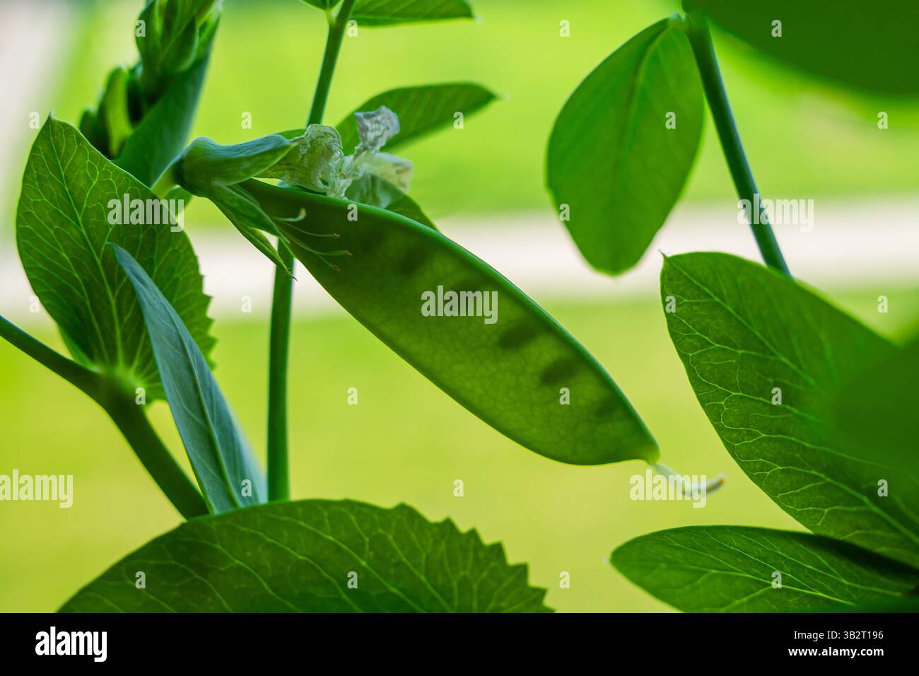 Pea germs in a growing pod that is translucent, close-up Stock Photo ...