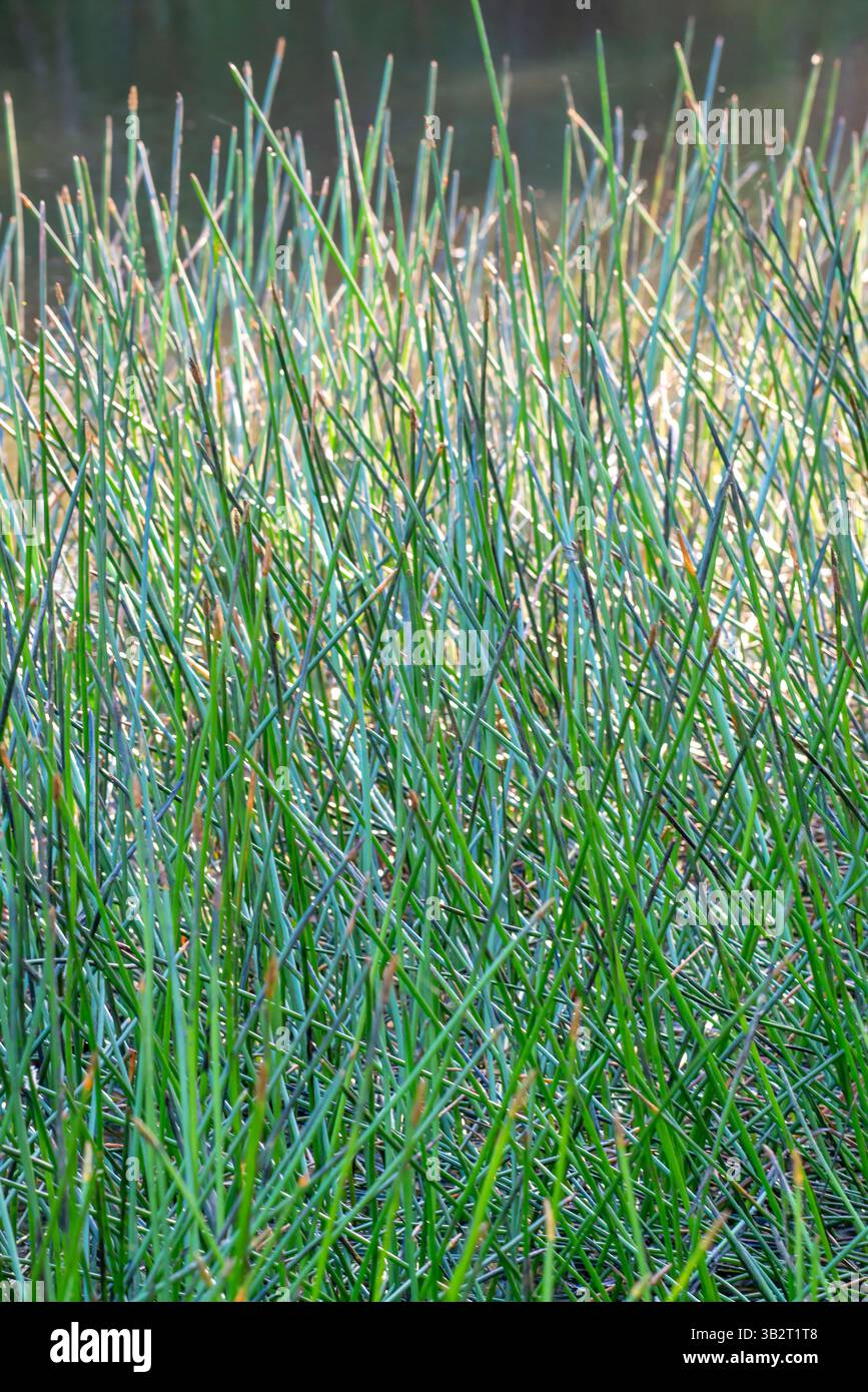 An image of dense green water reeds Cyperus articulatus, an aromatic ...