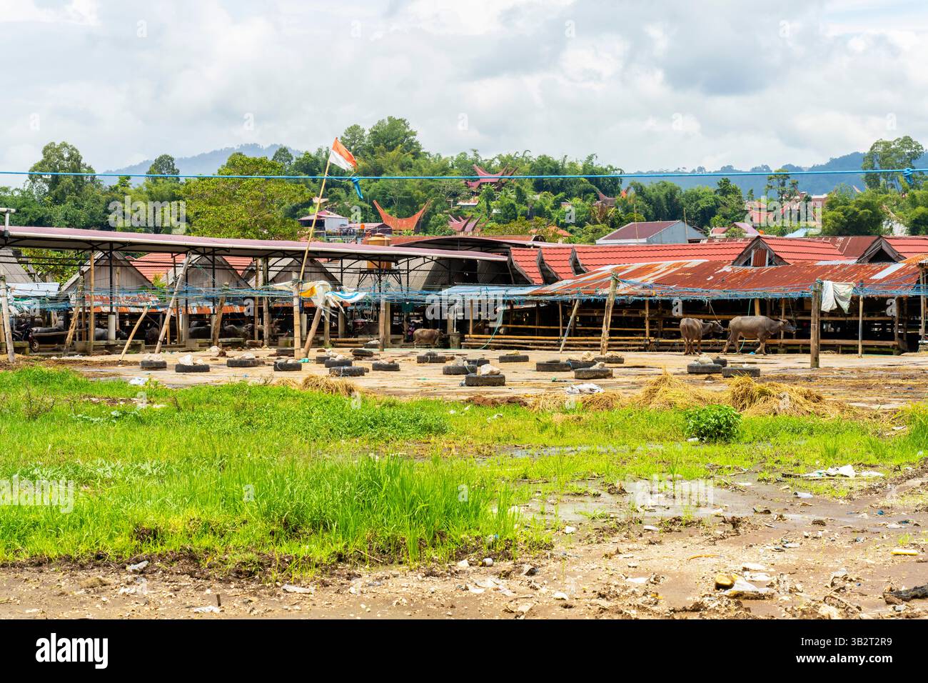 Pasar Bollu (Bulls' market) Tallunglipu, North Toraja Regency, South ...