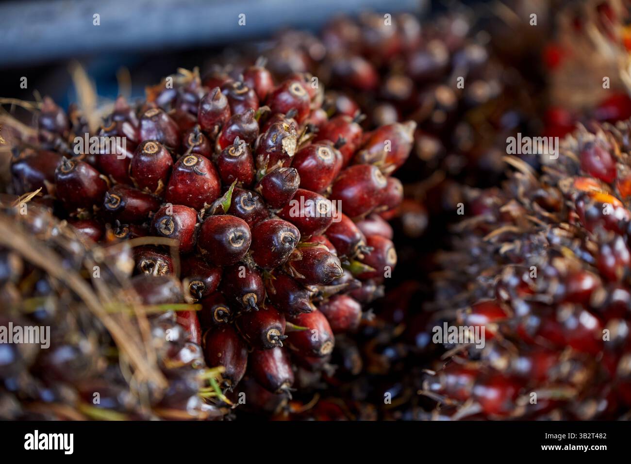 Oil palm fruit bunch hi-res stock photography and images - Alamy