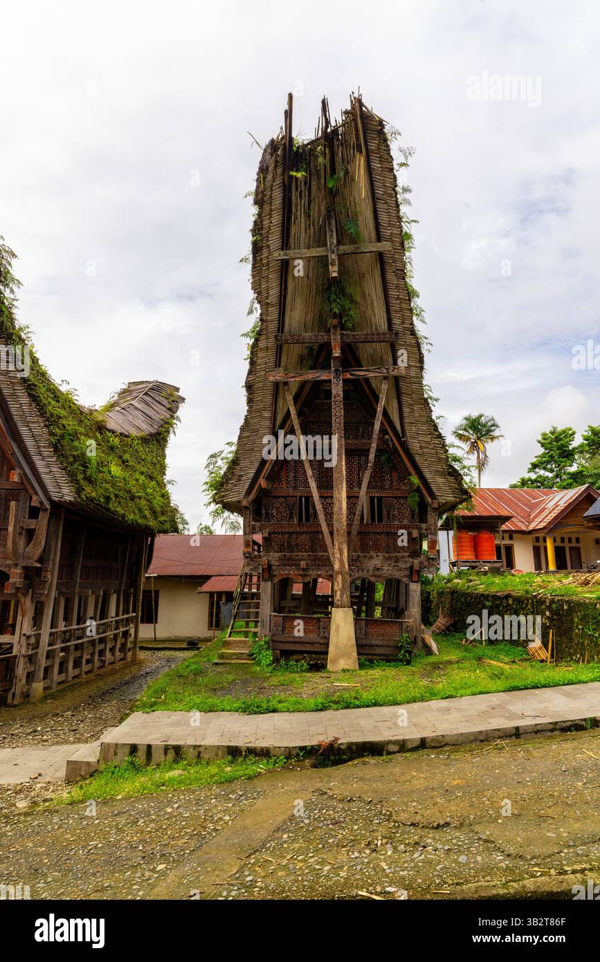 Traditional Tongkonan houses with boat-shaped saddleback roof with ...