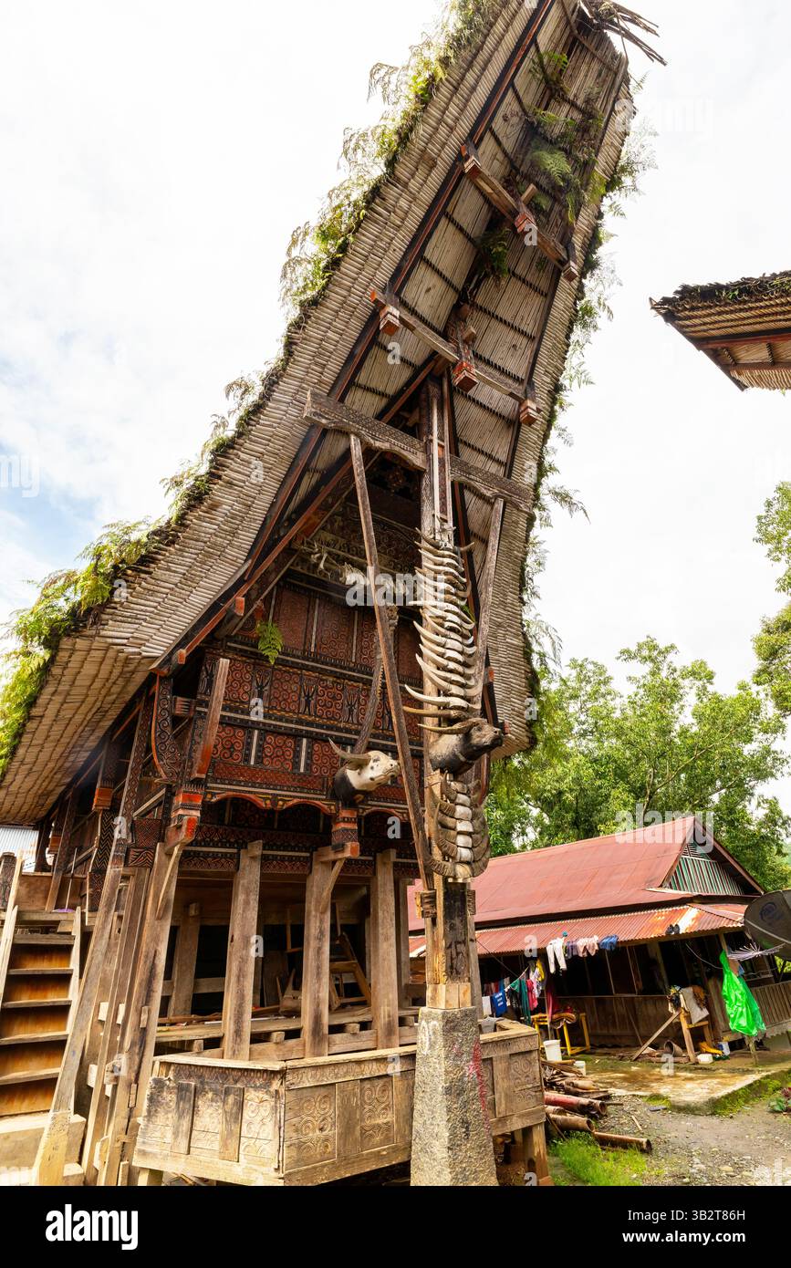 Traditional Tongkonan house with boat-shaped saddleback roof with ...