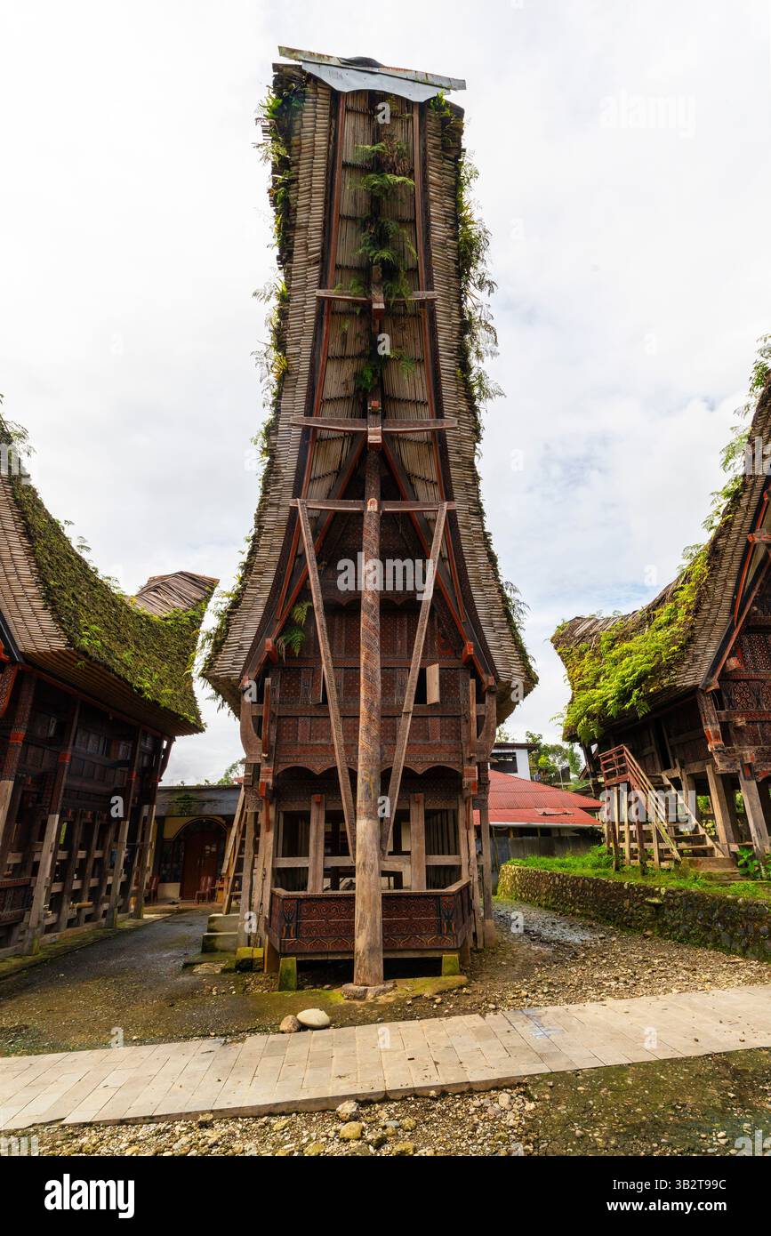 Traditional Tongkonan houses with boat-shaped saddleback roof with ...