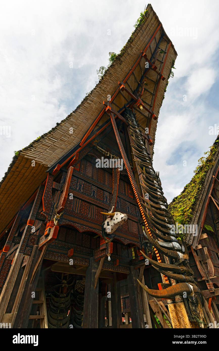 Traditional Tongkonan houses with boat-shaped saddleback roof with ...