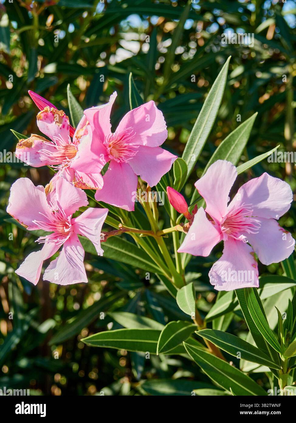 Nerium oleander commonly known nerium hi-res stock photography and ...